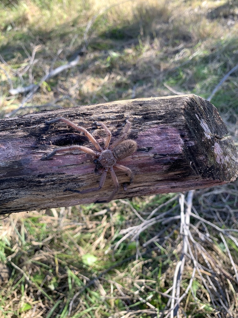 Social Huntsman Spider from Apple Berry Ave, Langwarrin, VIC, AU on ...