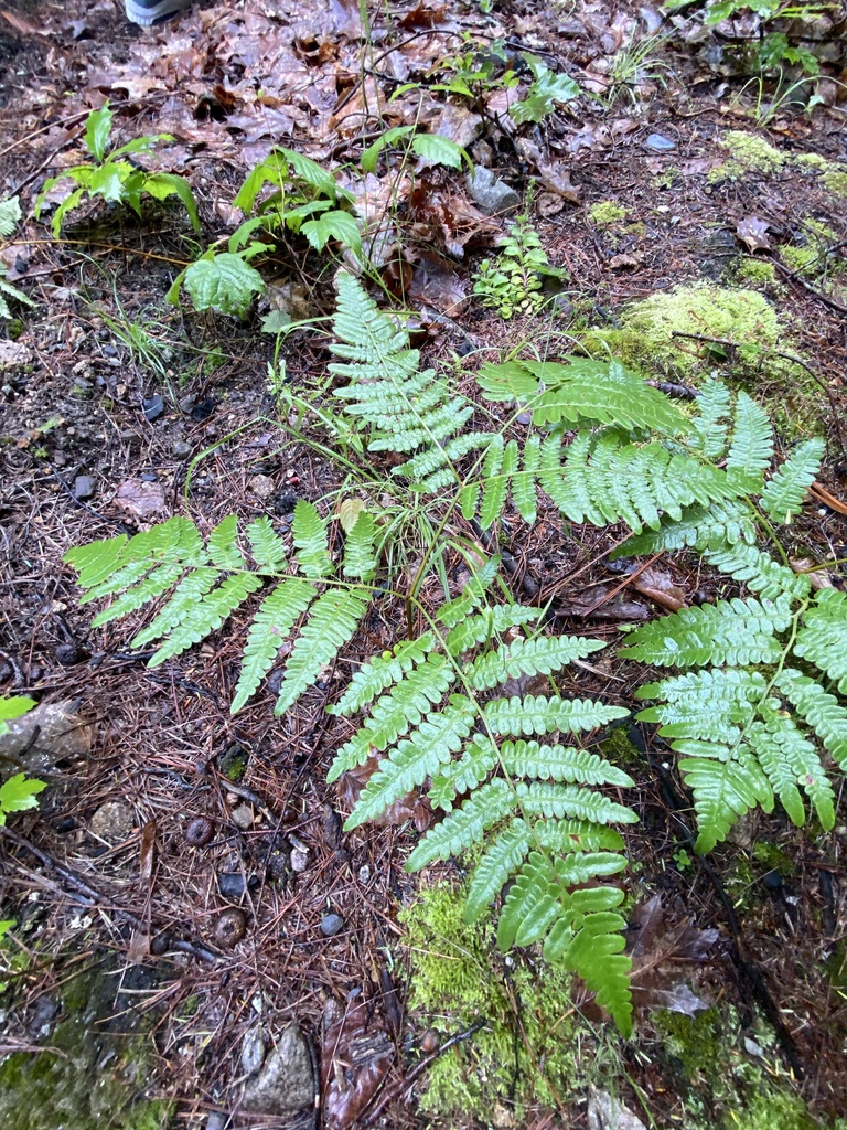 eagle fern from Sebago Rd, Raymond, ME, US on July 11, 2023 at 06:39 AM ...