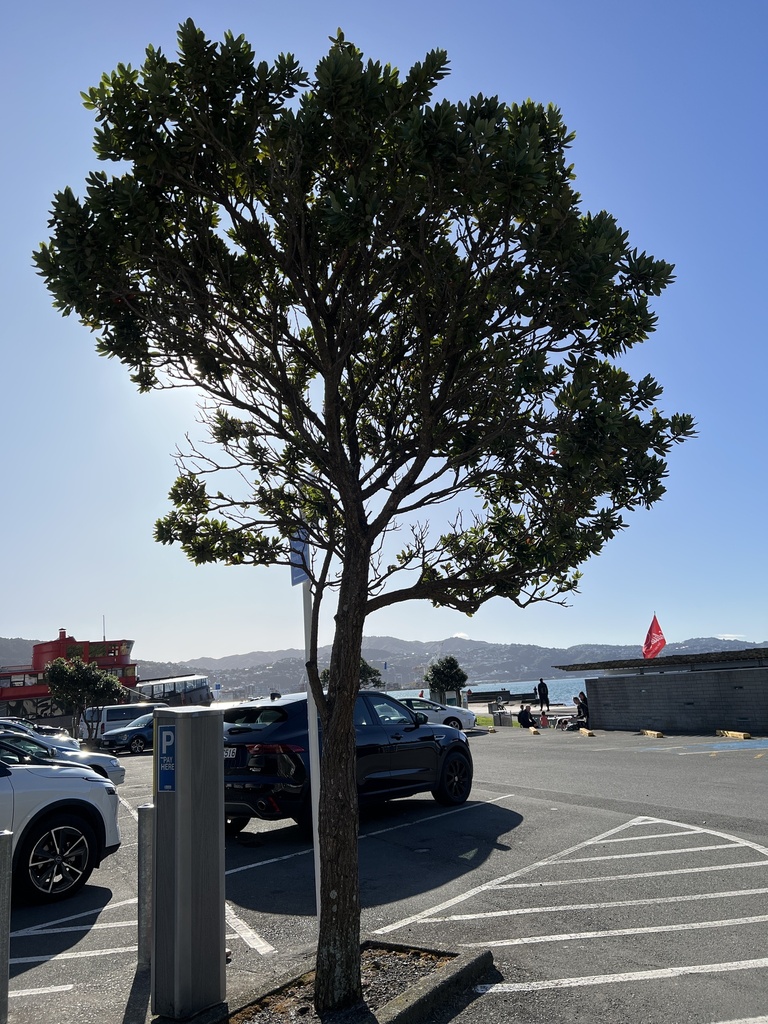 Pōhutukawa from Freyberg Beach Playground, Wellington, Wellington, NZ ...