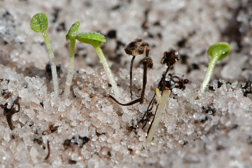 Philcoxia rhizomatosa in July 2023 by Joey Santore. Five plants counted ...