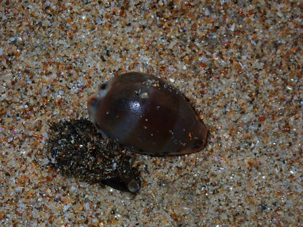 yellow-toothed cowrie from Bundagen NSW 2454, Australia on July 12 ...