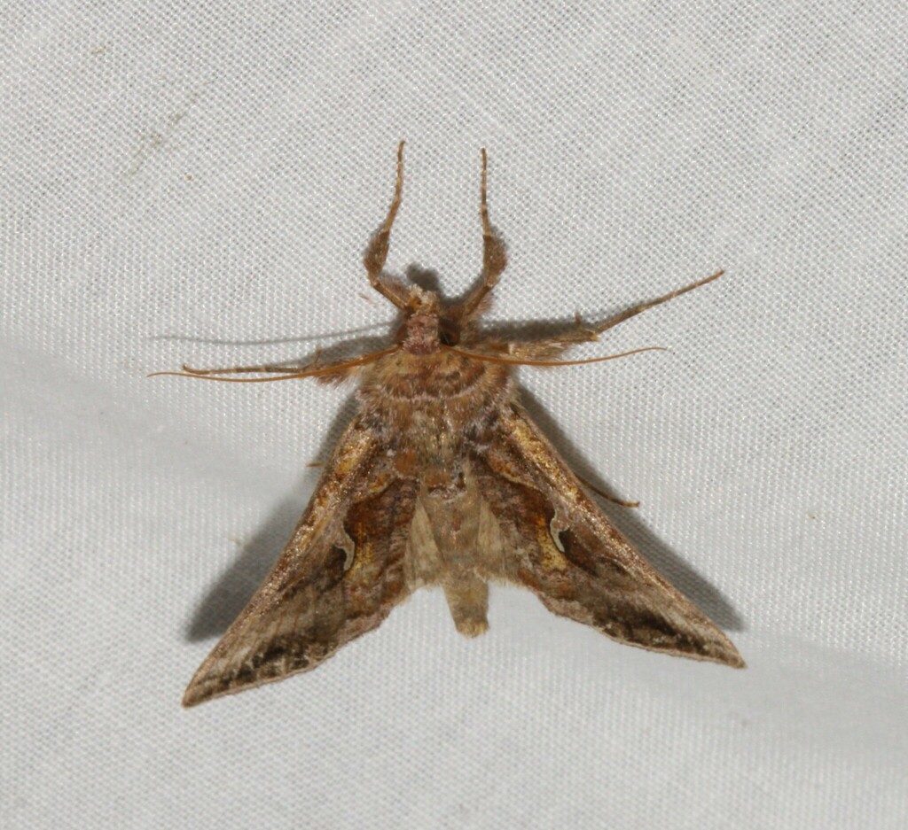 Autographa from Mont-Joli, QC, Canada, 1101 rue Lussier on July 10 ...