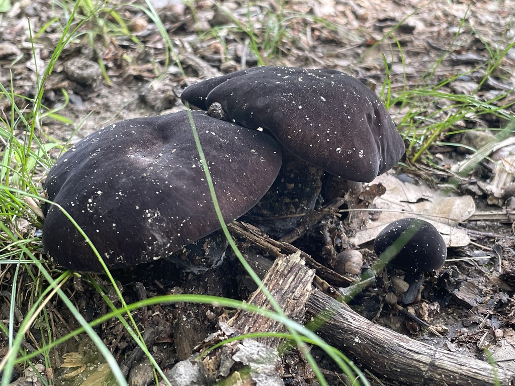 Black Velvet Bolete from Hastings-On-Hudson, NY 10706, USA on July 10 ...