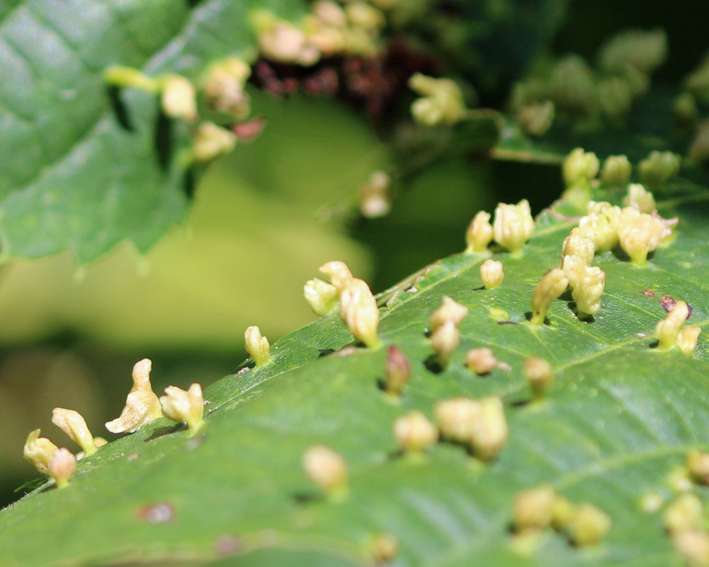 Gall and Rust Mites from Carver County, MN, USA on July 3, 2023 at 09: ...