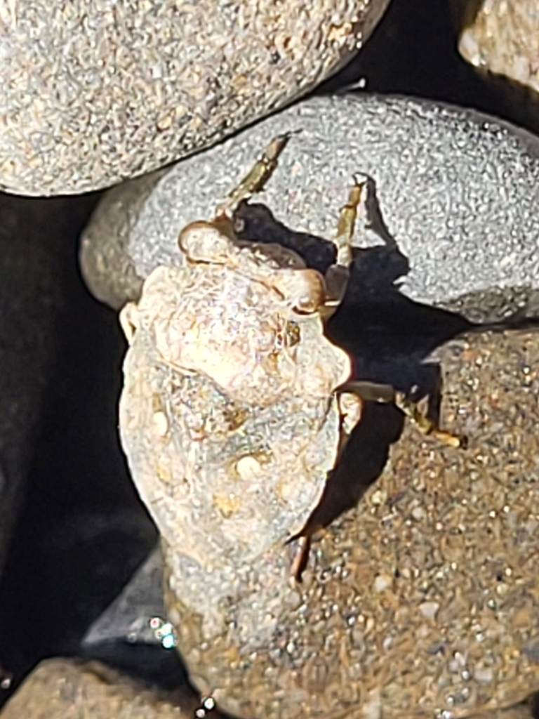 Big-eyed Toad Bug from Miranda, CA 95553, USA on July 11, 2023 at 04:33 ...