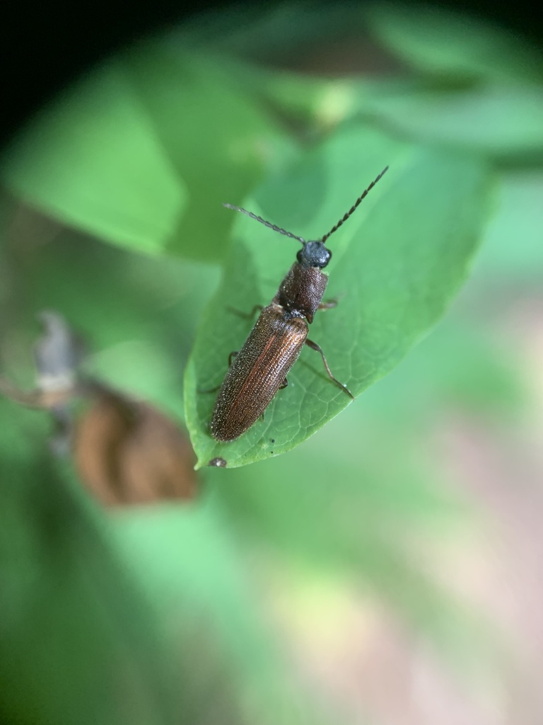 Red-bellied Click Beetle from Greater Vancouver, CA-BC, CA on July 11 ...