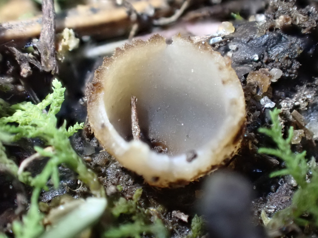 Geopora cervina in July 2023 by Igor Khomenko. On the wet ground near a ...