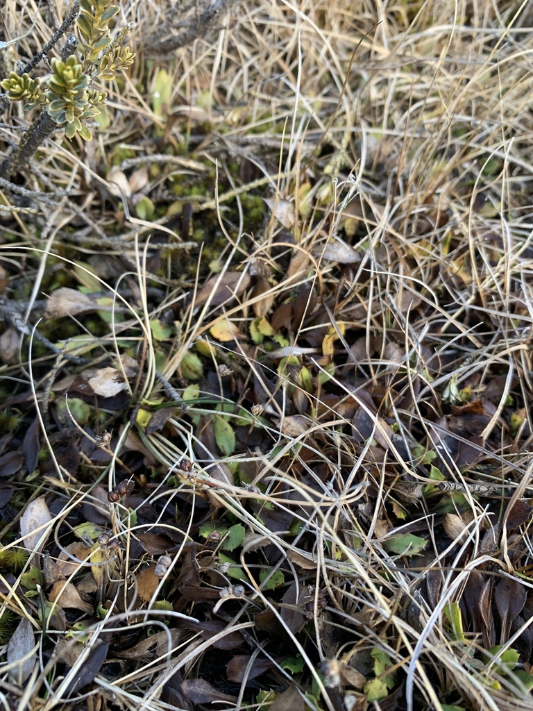 Bog Mountain Daisy from Aoraki/Mount Cook National Park, Aoraki Mount ...