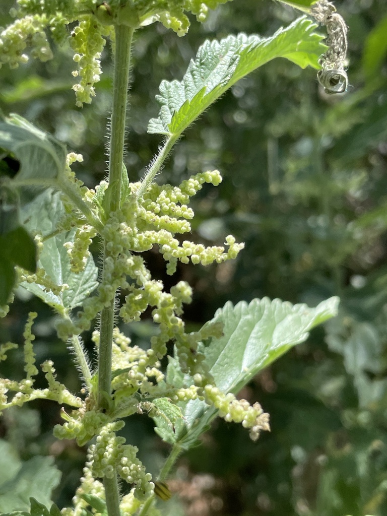 great stinging nettle from John Day Fossil Beds National Monument ...