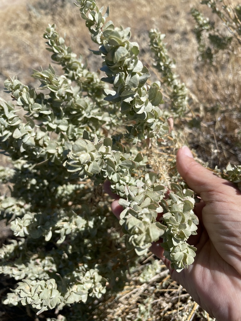 Shadscale Saltbush from John Day Fossil Beds National Monument ...