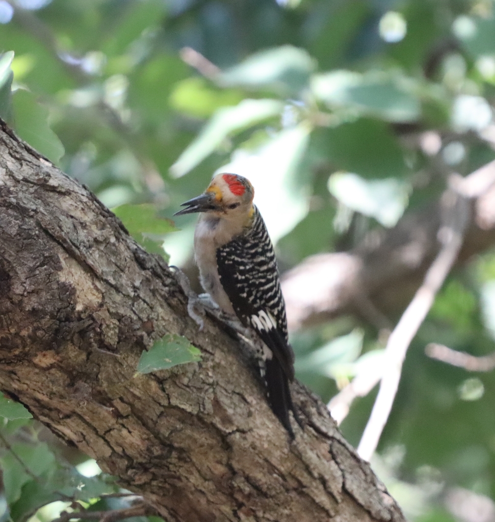 Golden-fronted Woodpecker in July 2023 by Ron Stephens · iNaturalist