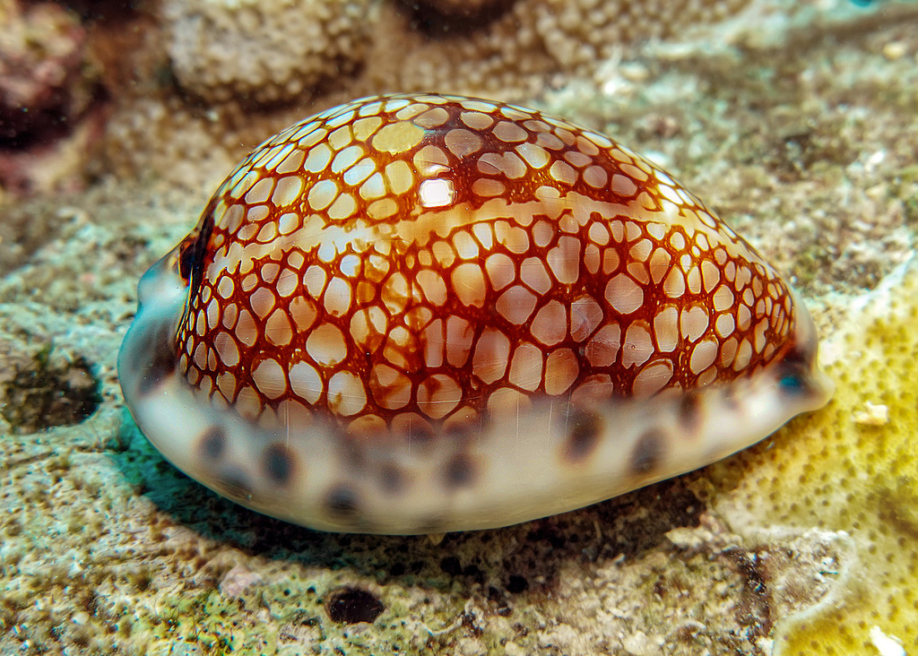 Mauritia histrio in July 2023 by Glen Whisson. 65mm · iNaturalist