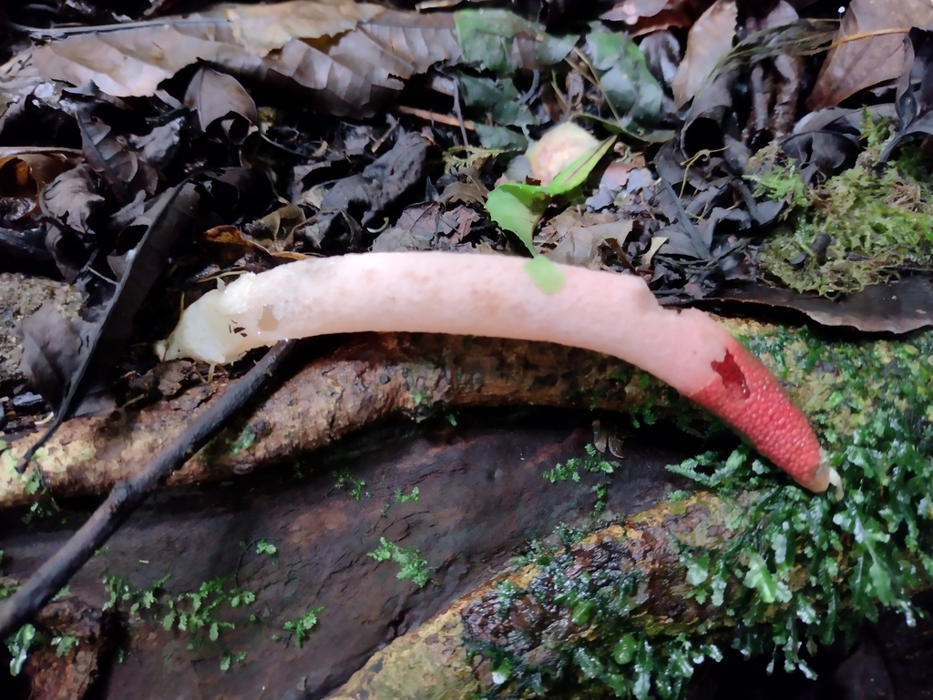 Mutinus argentinus from Chicomuselo, MX-CH, MX on July 11, 2023 at 01: ...