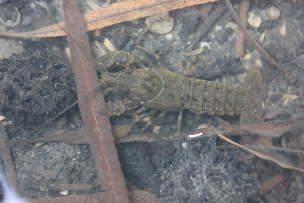 Virile Crayfish from Champaign, IL, USA on September 08, 2013 at 07:06 ...