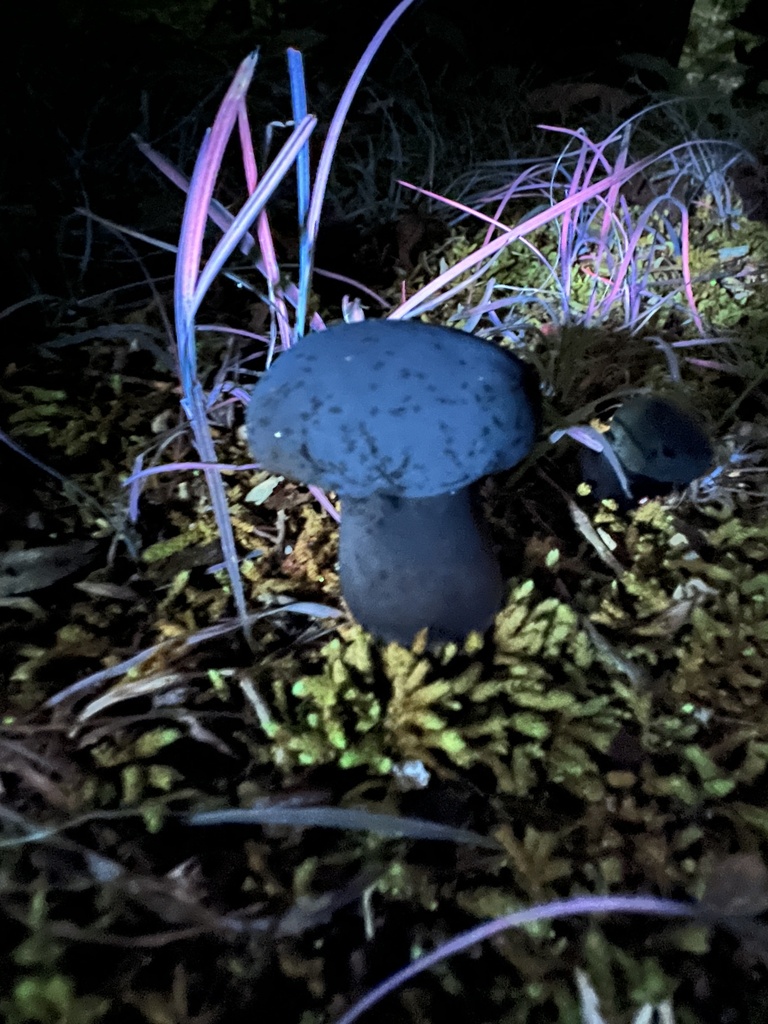 Black Velvet Bolete from Albert Johnson Rd, Nashville, IN, US on July ...