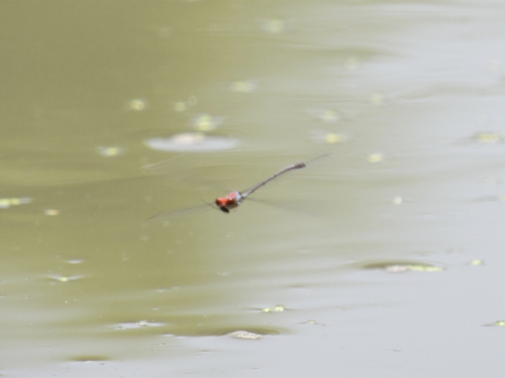 Coral-fronted Threadtail from Garfield, TX, USA on July 10, 2023 at 01: ...