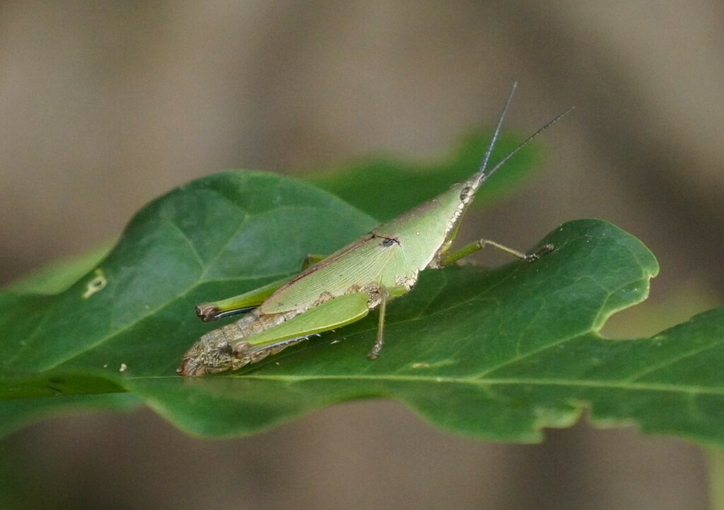 Tagasta marginella from Blora Regency, Central Java, Indonesia on July ...