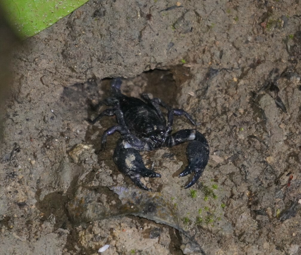 Asian Blue Forest Scorpion from Blora Regency, Central Java, Indonesia ...