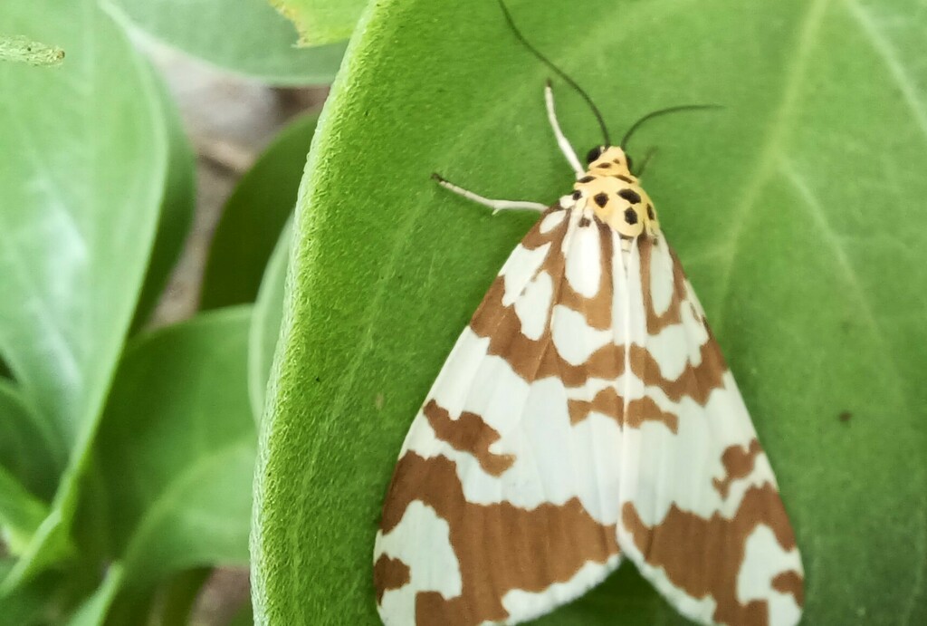 Tiger Moths from 台灣宜蘭縣 on July 9, 2023 at 12:02 PM by anneanitakuo ...