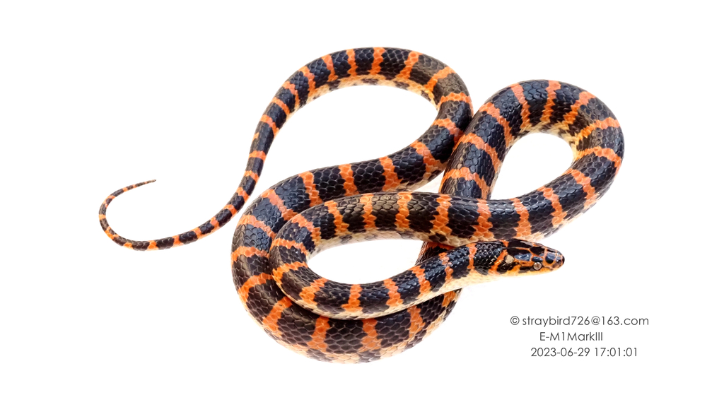 Red-banded Snake from 中国北京市门头沟区 on June 29, 2023 at 05:01 PM by Nan ...
