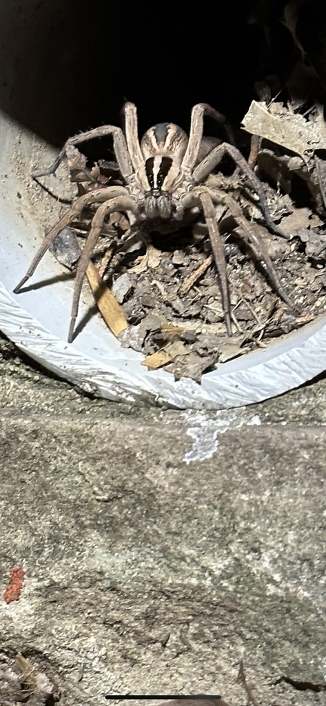 Rabid Wolf Spider from Prairie Creek Park, Richardson, TX, US on July ...