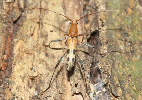 Demonax narayani · iNaturalist