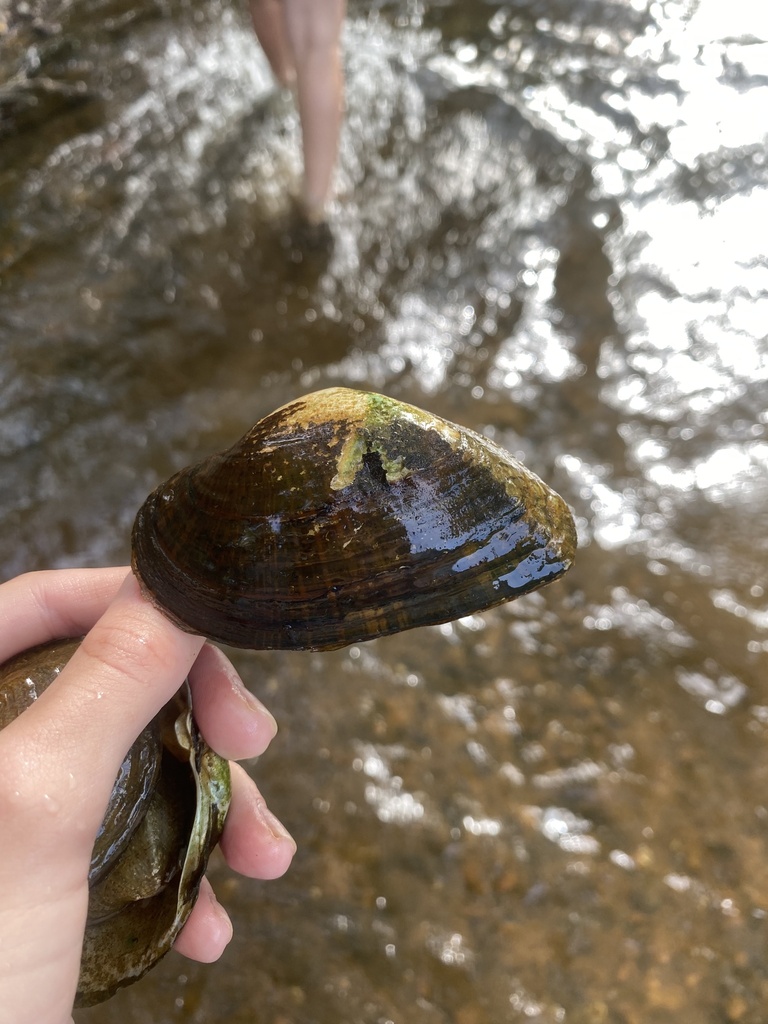 Elktoe from Fredericktown, MO, US on July 11, 2023 at 08:25 AM by ...