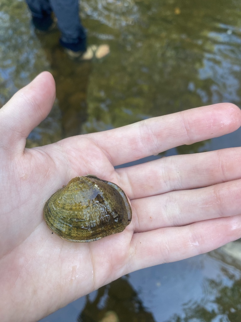 Western Fanshell from Eugene Rd, Eugene, MO, US on July 11, 2023 at 08: ...