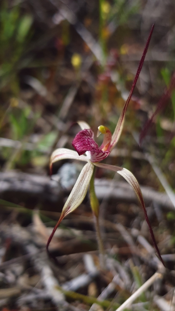 Drooping spider orchid from Wongan Hills WA 6603, Australia on ...
