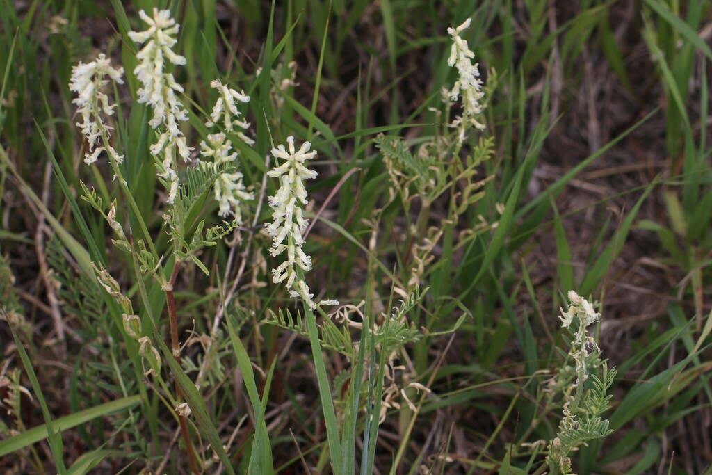 Two-grooved Milkvetch from Grand County, CO, USA on July 10, 2023 at 02 ...