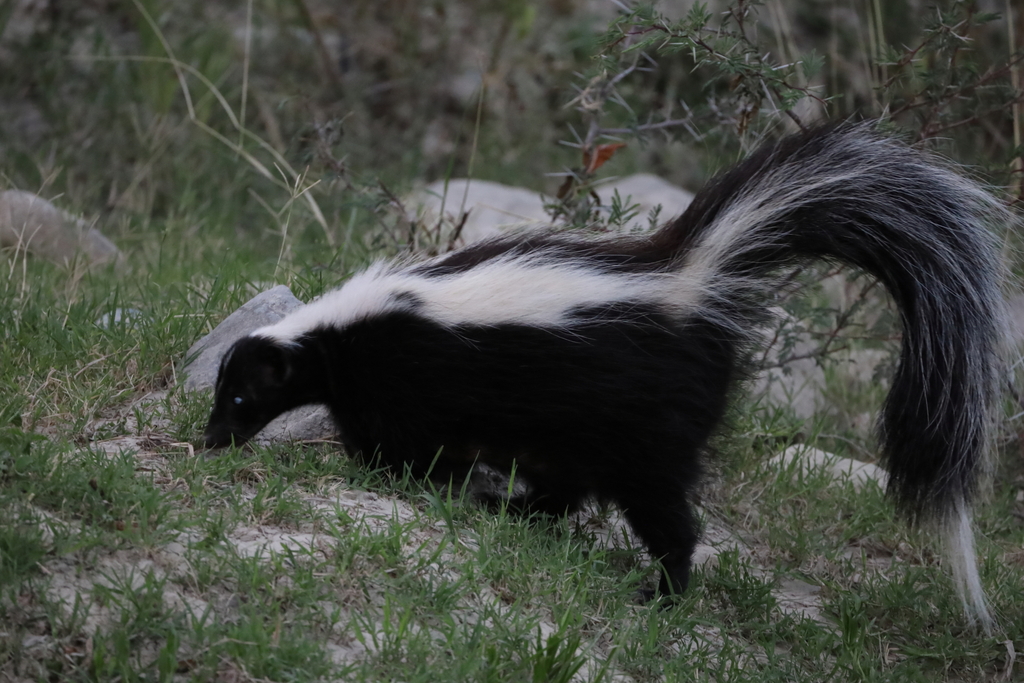 Striped Skunk from Bustamante, N.L., México on July 11, 2023 at 08:28 PM by memoviejo · iNaturalist