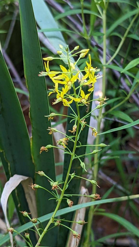 swamp candles from Tolland, CT 06084, USA on July 11, 2023 at 05:27 PM ...