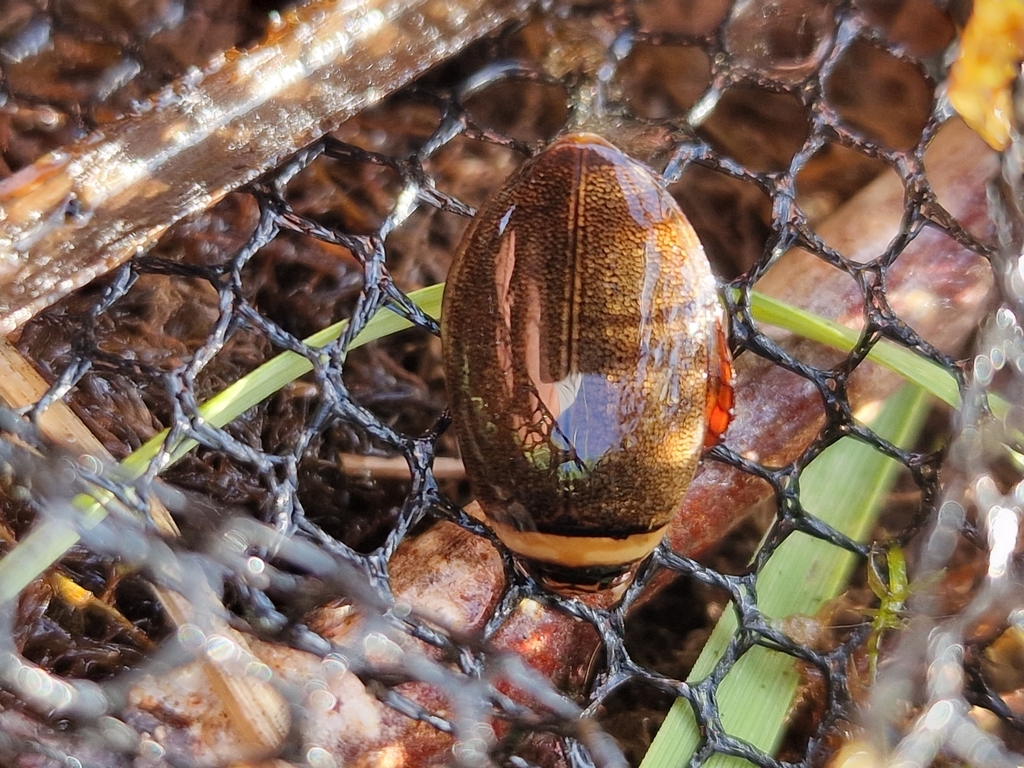 Graphoderus bilineatus from 53320, Lietuva on July 11, 2023 at 06:27 PM ...
