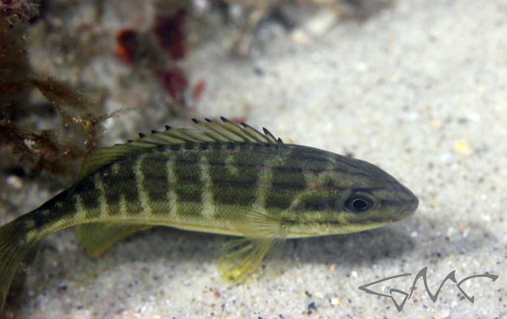 Eastern Striped Grunter from Swansea Bridge on July 10, 2023 at 08:07 ...
