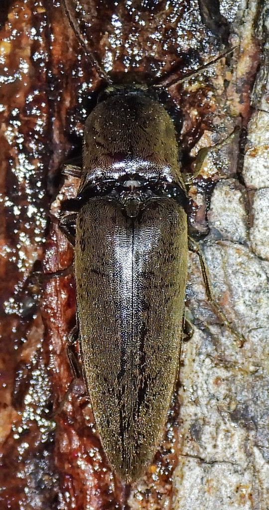 Orthostethus infuscatus from 608 Martin Ave, Boaz, AL 35957, USA on ...