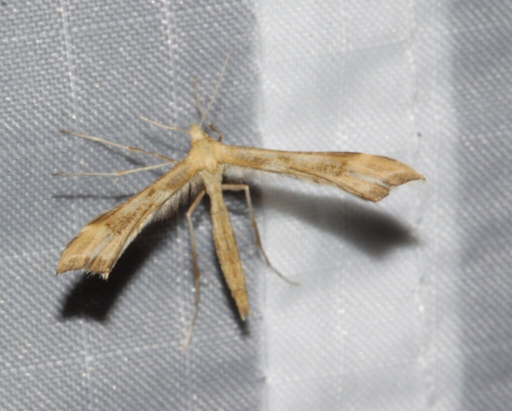 Yarrow Plume Moth from Pointe-au-Père, Rimouski, QC, Canada on July 4 ...
