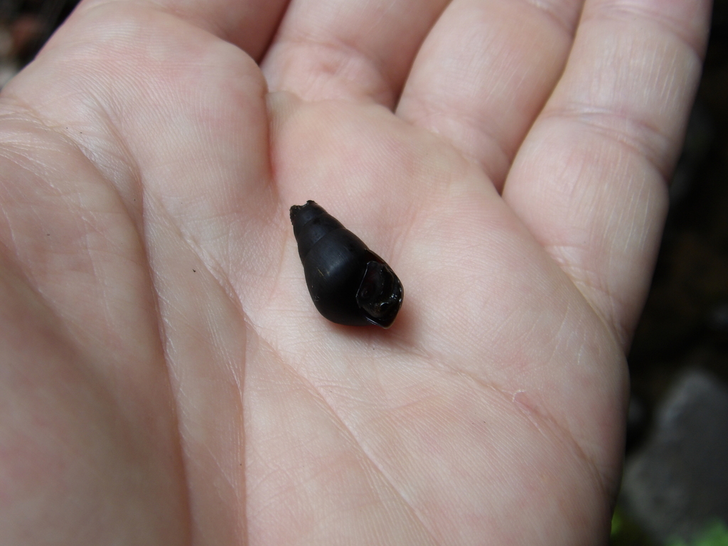 Pachychilidae from Catemaco, Ver., México on July 11, 2023 at 10:38 AM ...