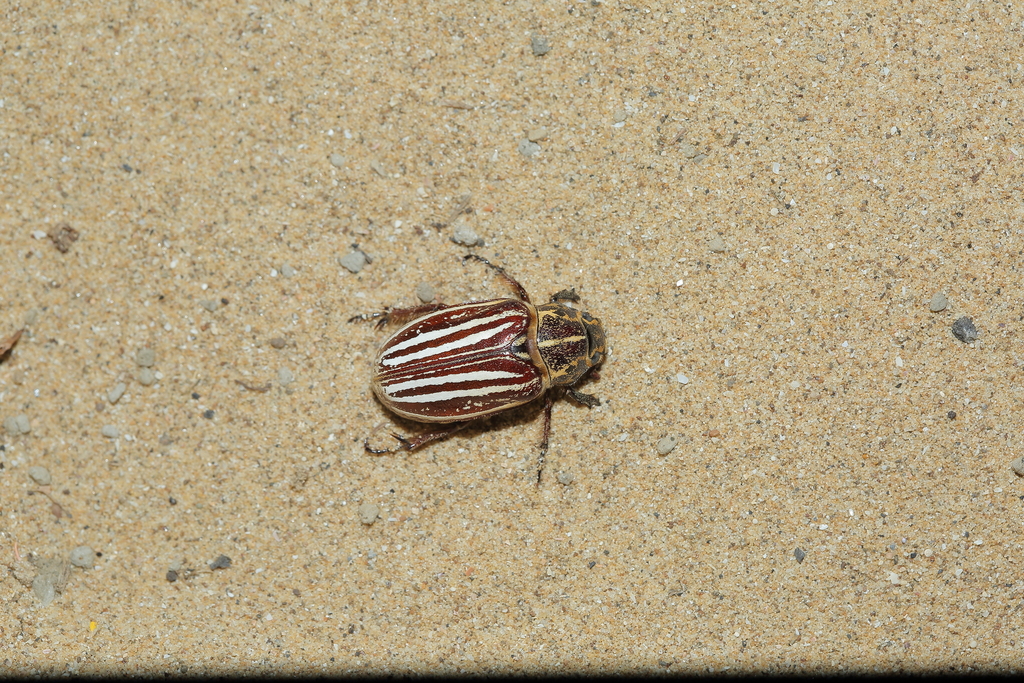 Polyphylla taiwana from 台灣新北市 on July 8, 2023 at 08:50 PM by Felid ...