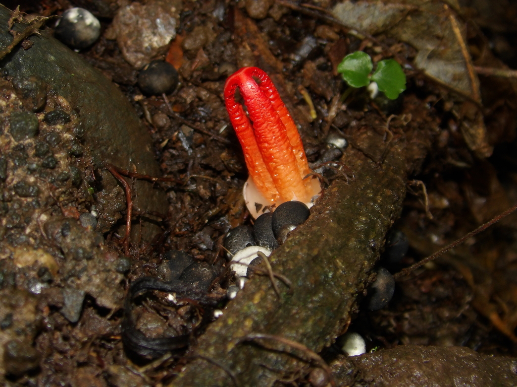 stinky squid from Catemaco, Ver., México on July 11, 2023 at 11:10 AM ...