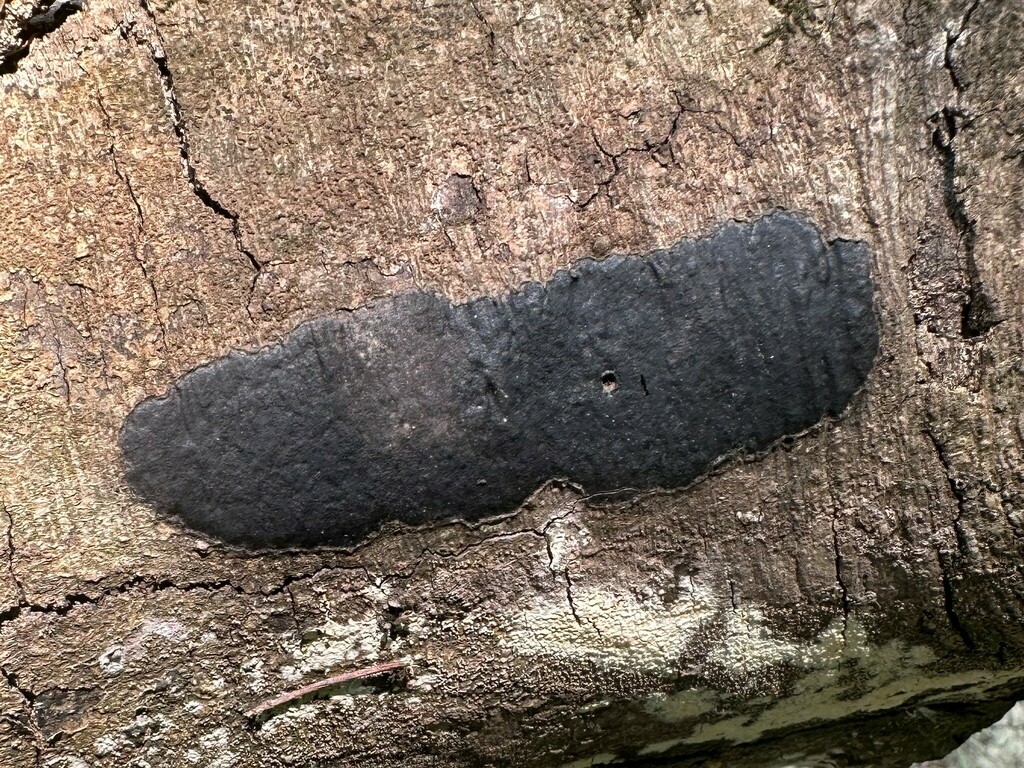 common tarcrust fungus from near Kennamer Hollow, Jackson County, AL ...