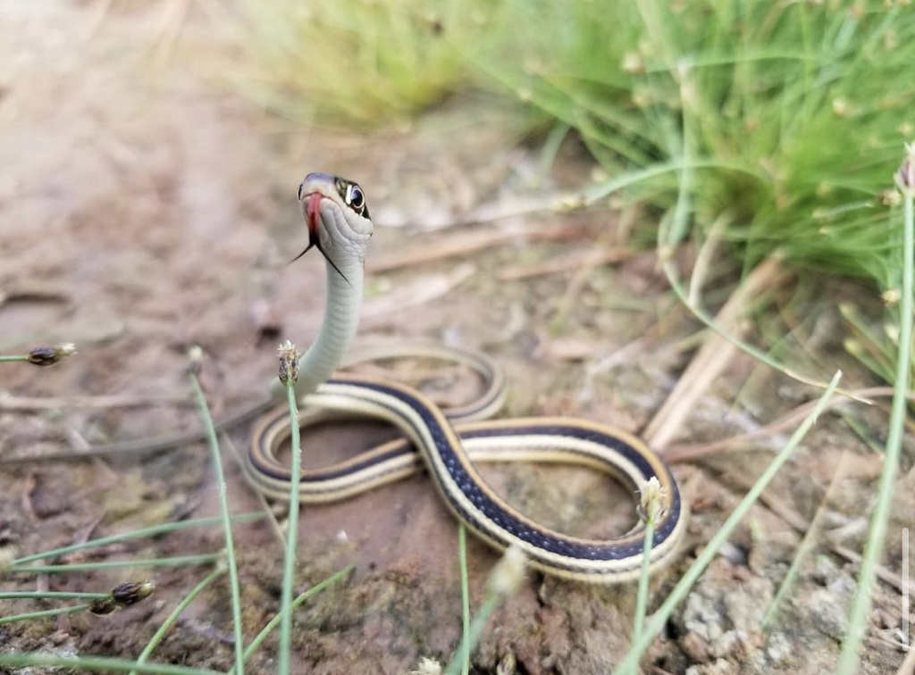 Orange-striped Ribbonsnake from Hatfield Park, Alva, OK, US on July 12 ...