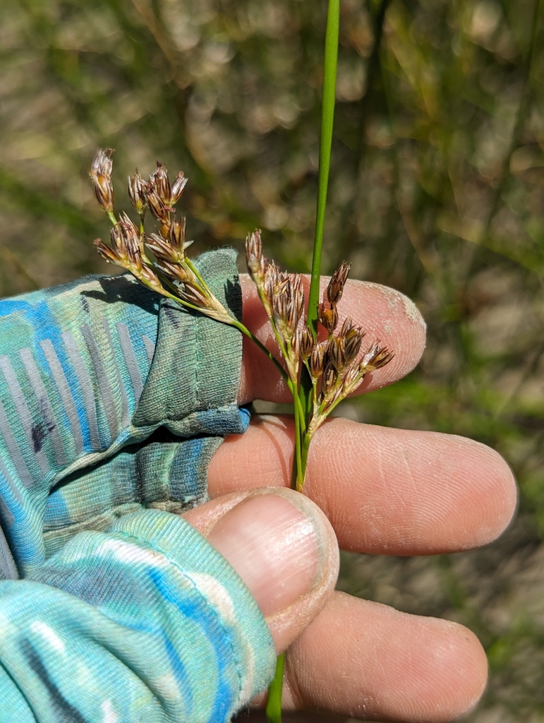 Baltic Rush from Esmeralda County, NV, USA on July 8, 2023 at 02:21 PM by Peri Lee Pipkin ...