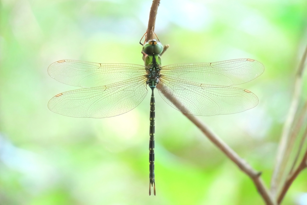 Dingy Duskhawker from Hung Shui Kiu, Hong Kong on July 12, 2023 at 08: ...