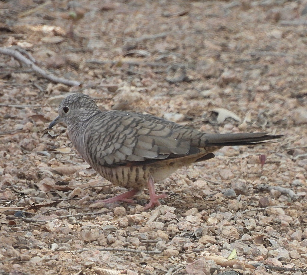 Inca Dove from Encanto Village, Phoenix, AZ, USA on July 11, 2023 at 01 ...