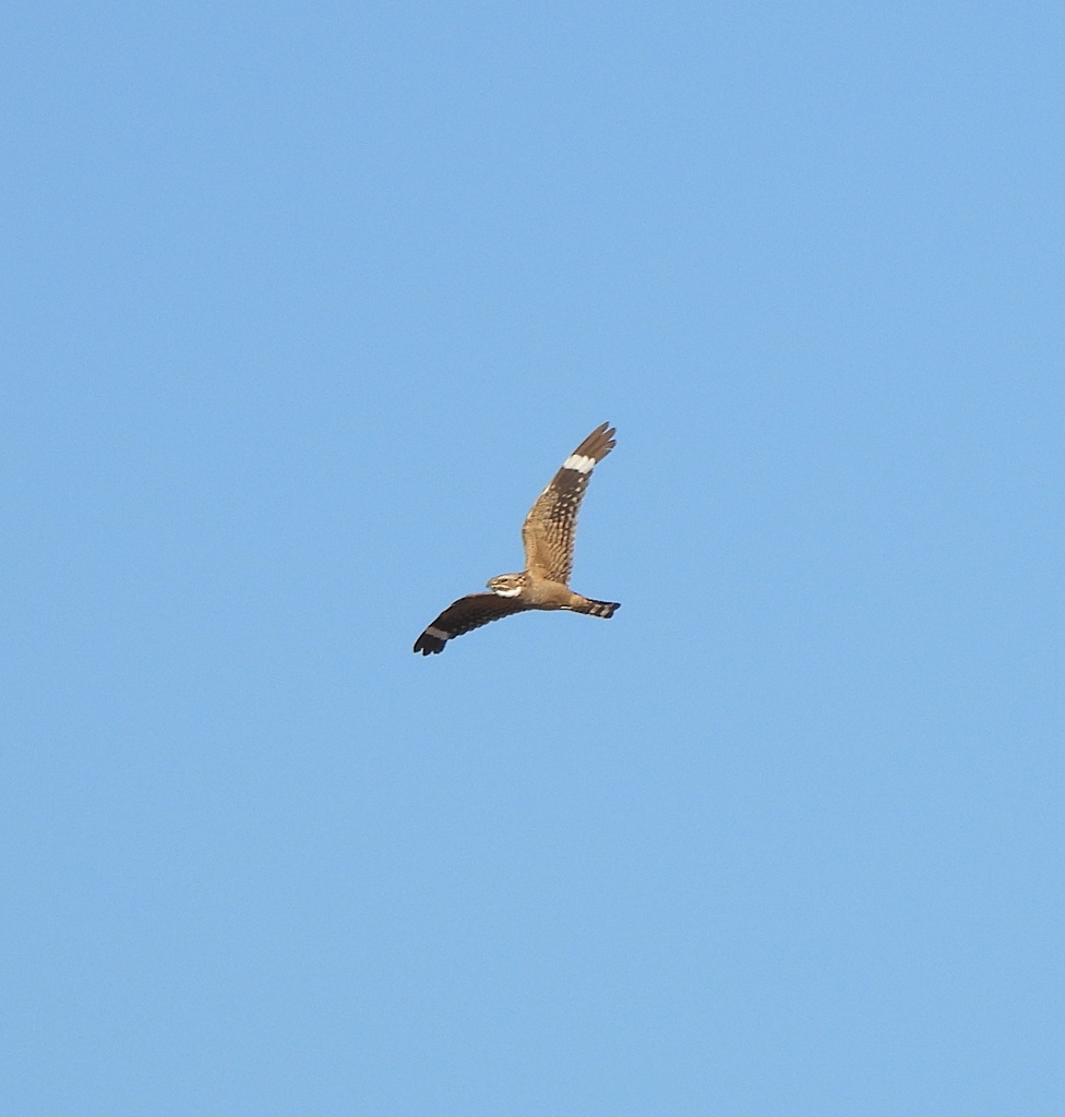 Lesser Nighthawk from Goodyear, AZ, USA on July 11, 2023 at 06:20 PM by ...