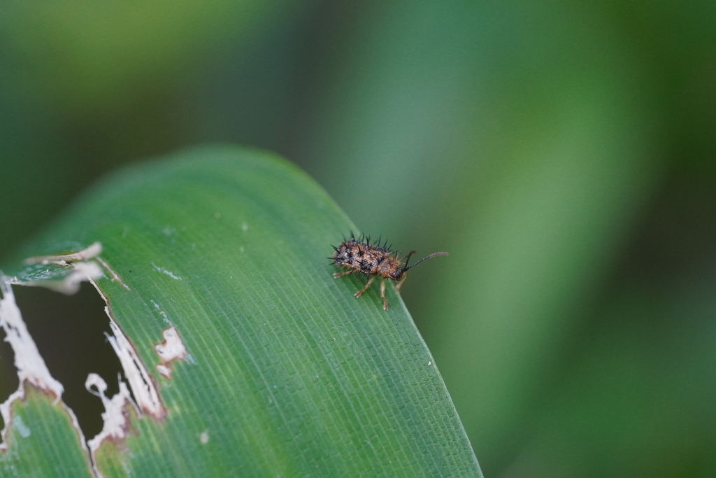 Dactylispa from 香港大埔滘 on July 12, 2023 at 09:32 AM by tkp123 · iNaturalist