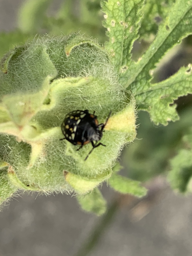 Southern Green Stink Bug from Trinity Rise, London, England, GB on July ...