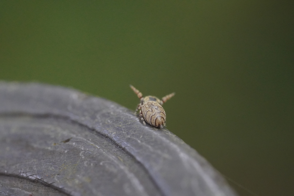 Wasp-mimic Jumping Spider in July 2023 by tkp123 · iNaturalist