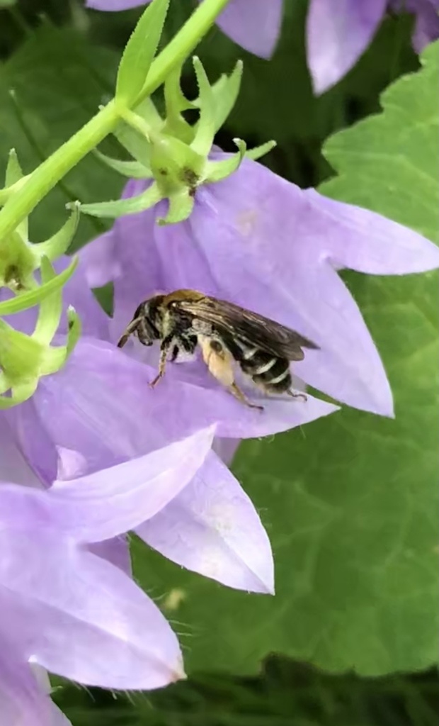 Wilkes Mining Bee From Національний Ботанічний сад ім М М Гришка НАН