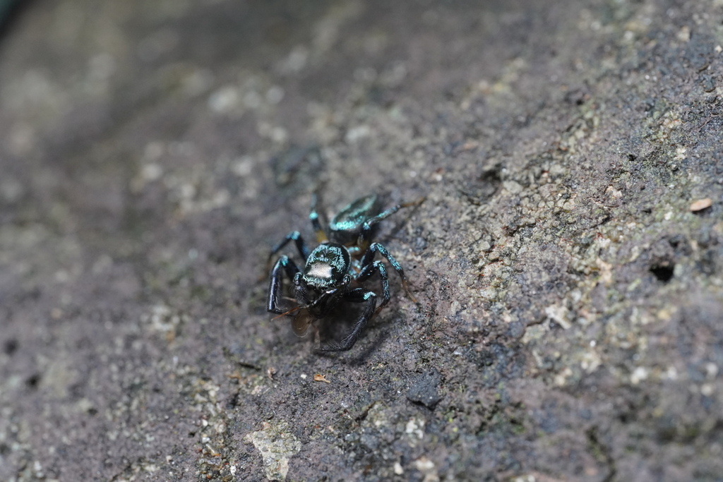 Fighting Spider in July 2023 by tkp123 · iNaturalist